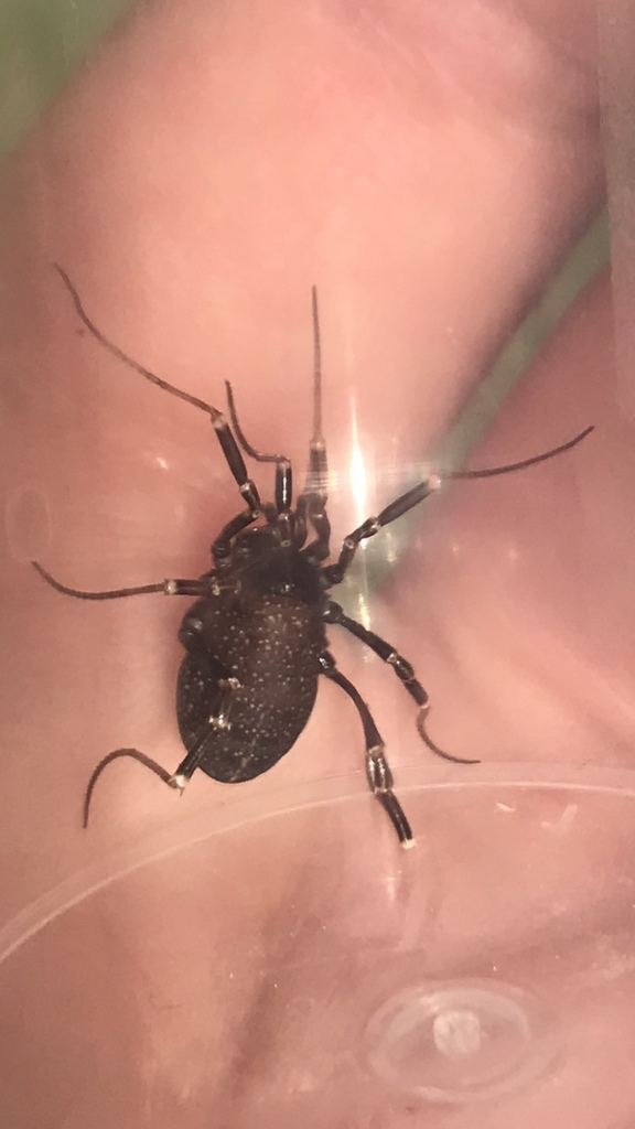 Egaenus convexus from Akademiepark, Wiener Neustadt, Niederösterreich ...