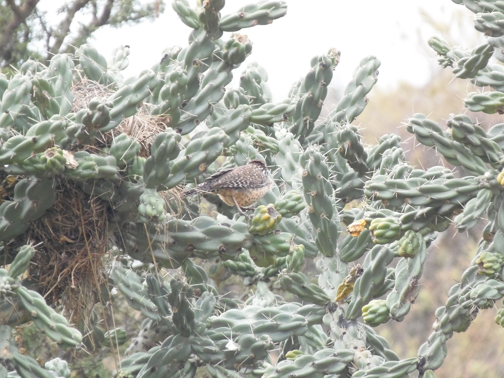 Cactus Wren from Ecatepec de Morelos, MX-MX, MX on December 5, 2015 at ...