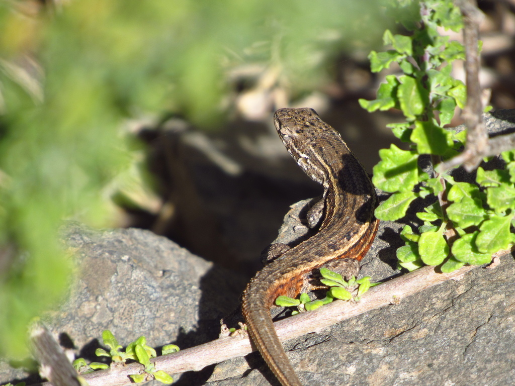 Dusky Smooth-throated Lizard (Liolaemus fuscus) - Snakes and Lizards