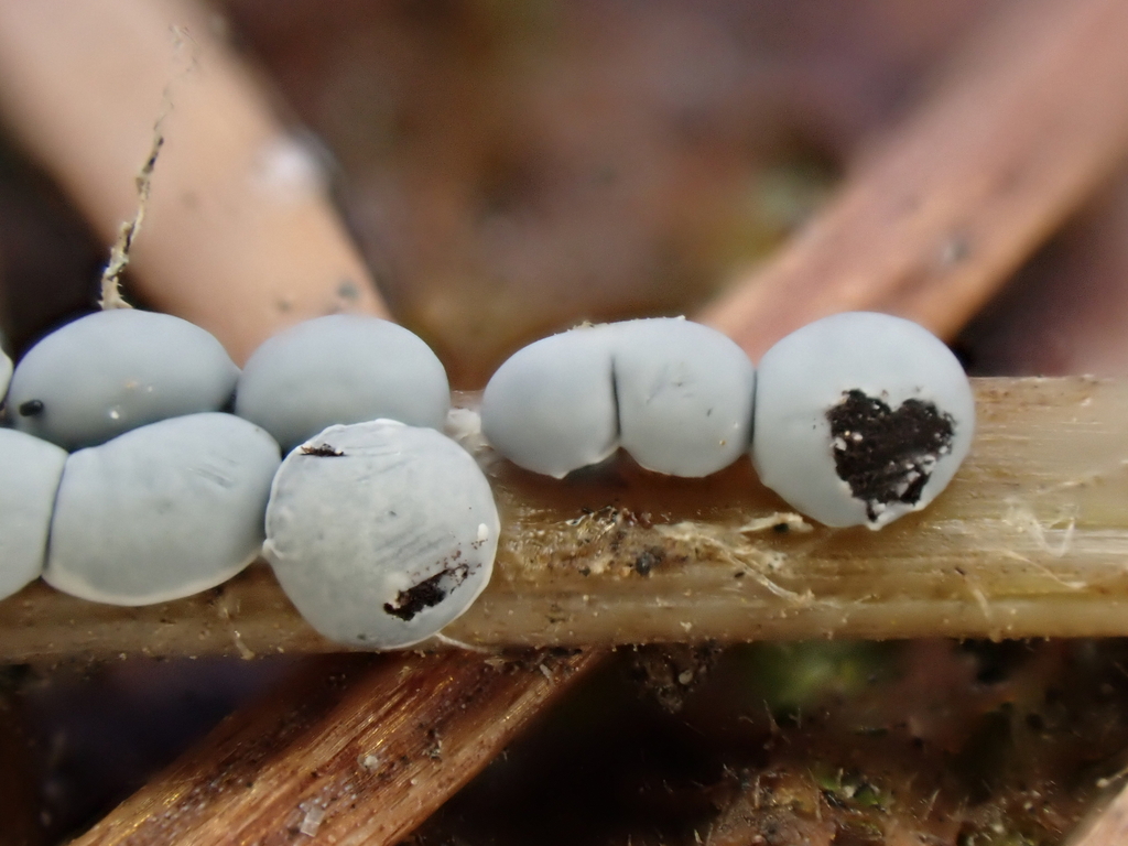 Diderma europaeum from Central Kootenay, BC, Canada on April 30, 2023 ...