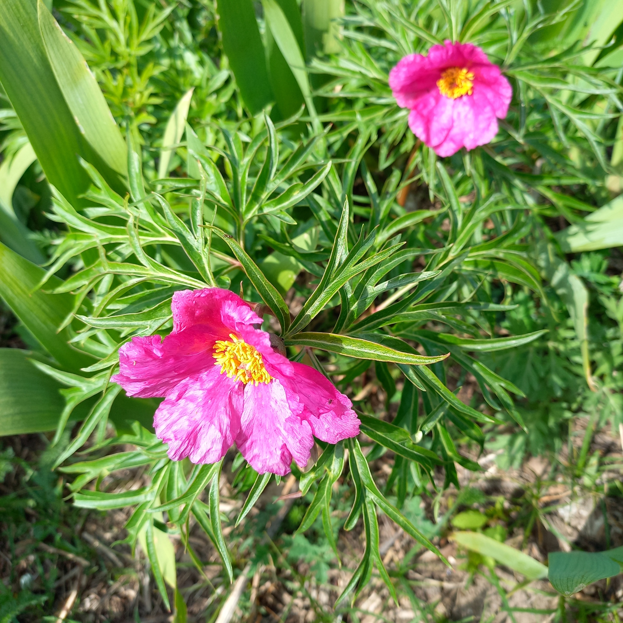 Paeonia intermedia C.A.Mey. ex Ledeb.