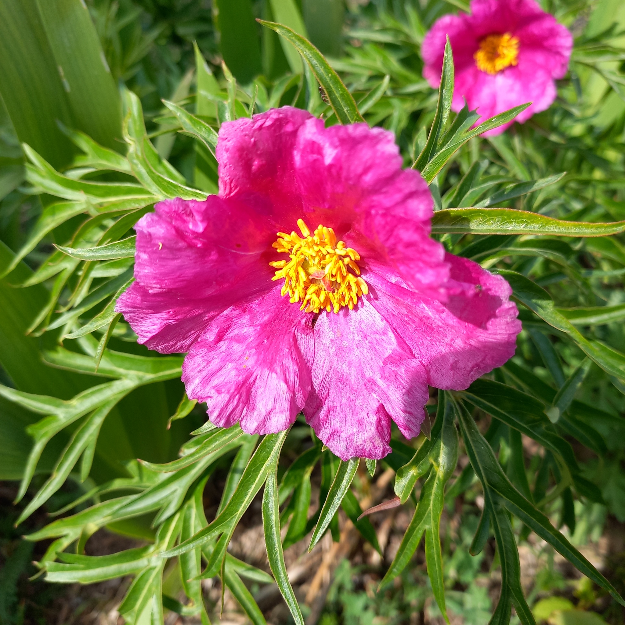 Paeonia intermedia C.A.Mey. ex Ledeb.