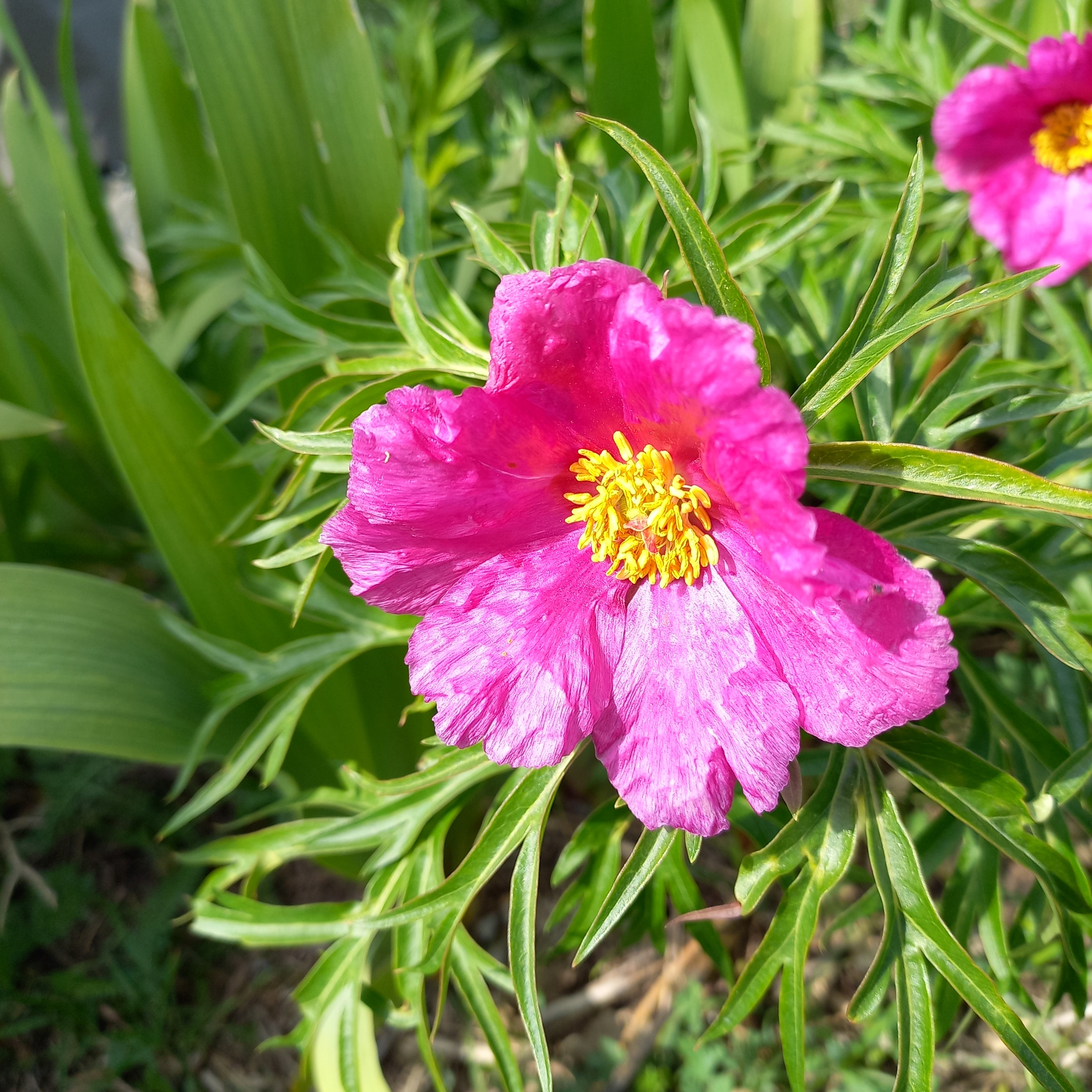 Paeonia intermedia C.A.Mey. ex Ledeb.