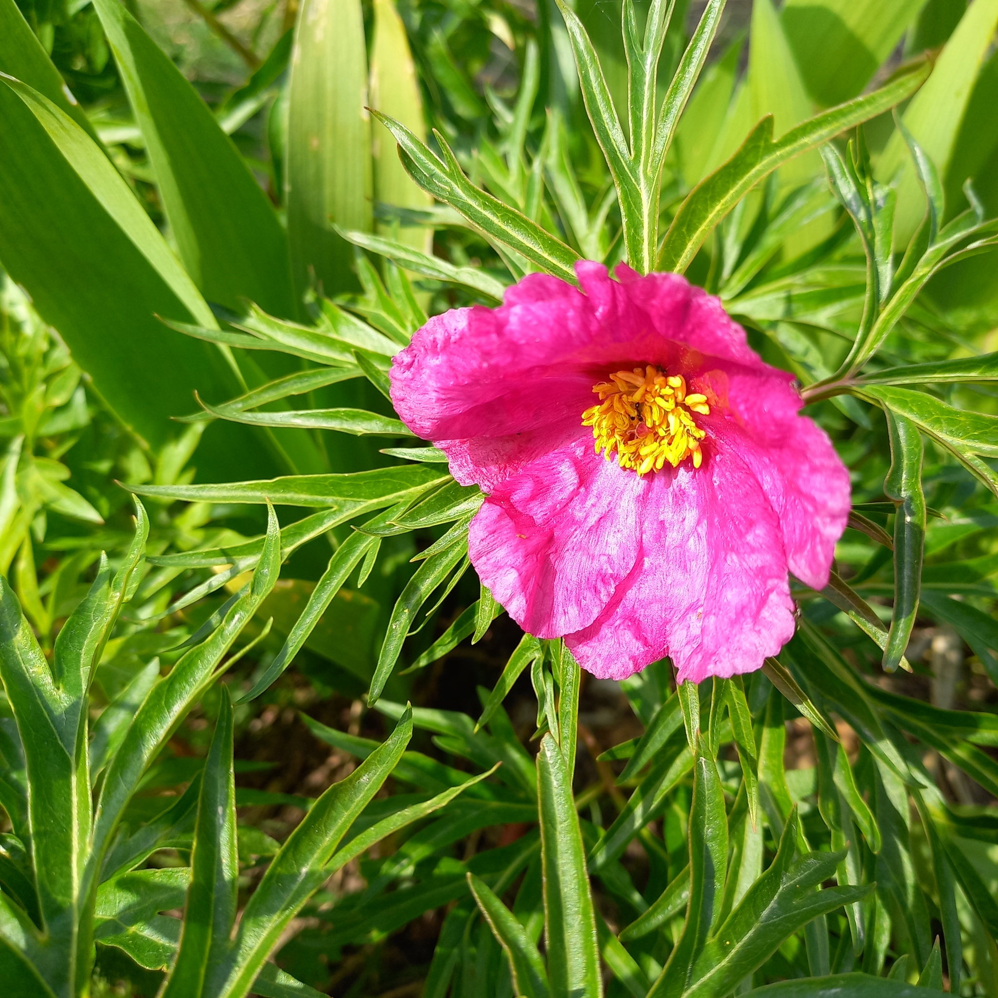Paeonia intermedia C.A.Mey. ex Ledeb.