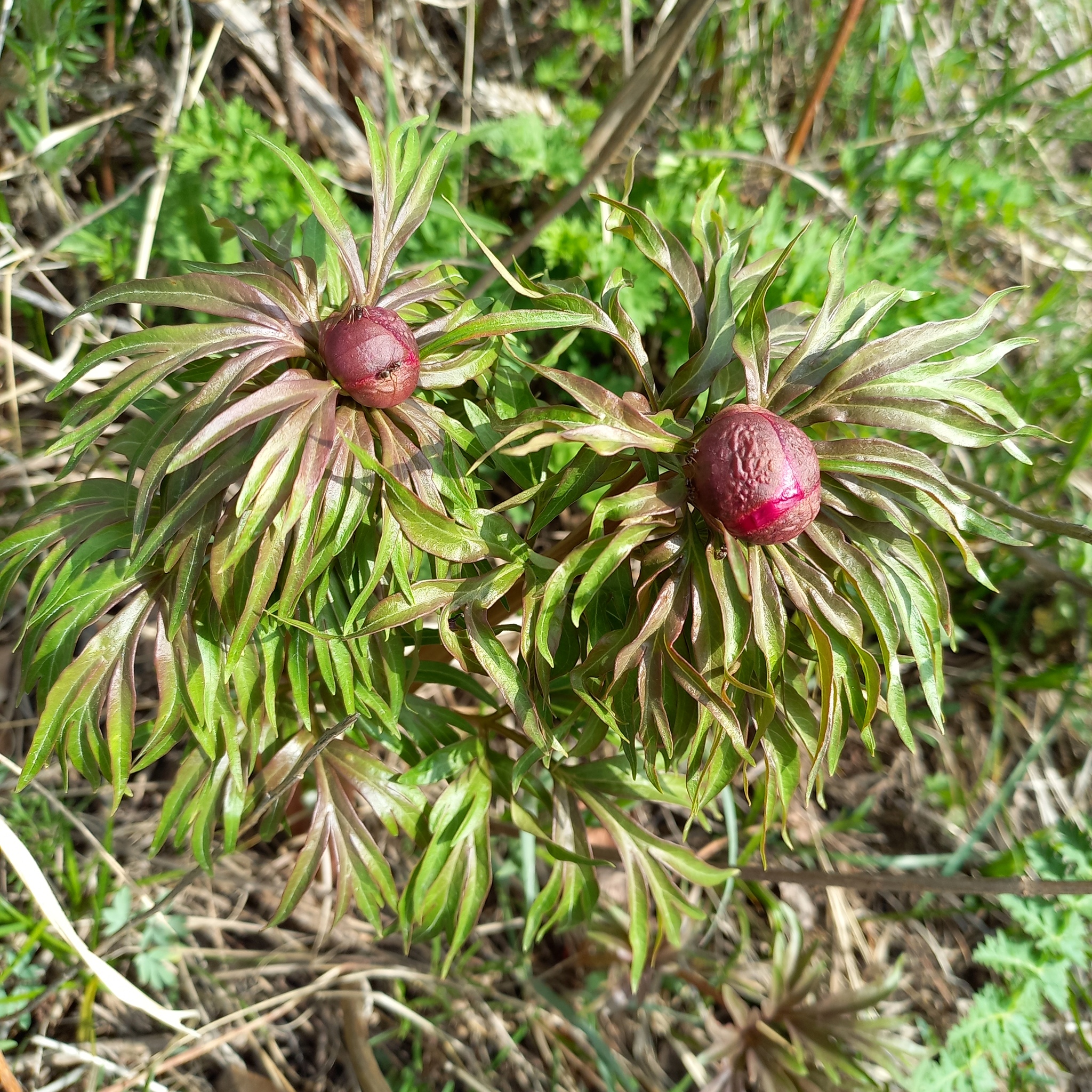 Paeonia intermedia C.A.Mey. ex Ledeb.