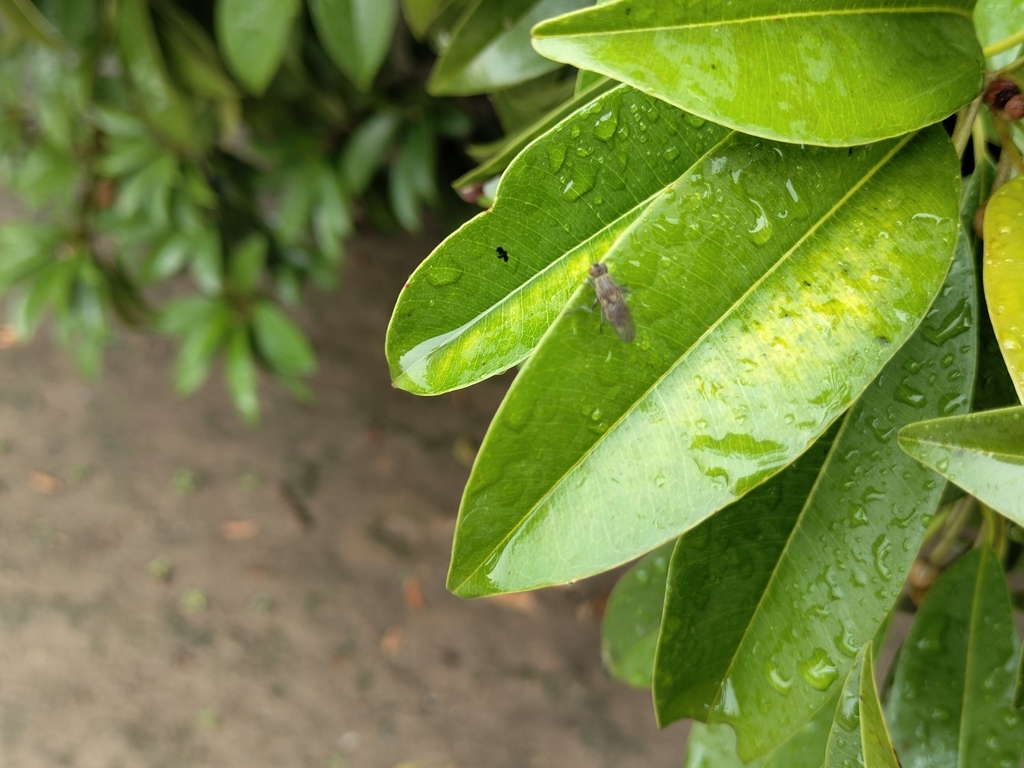 Winged and Once-winged Insects from Kaundha Khera, Uttarakhand 262311 ...