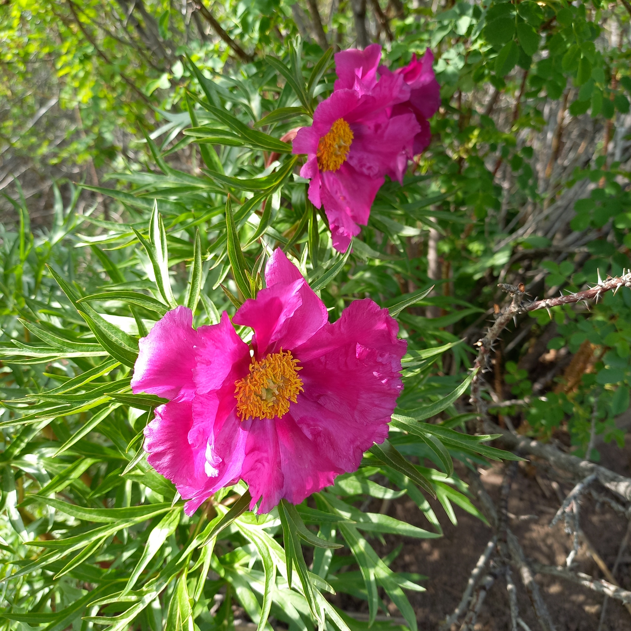 Paeonia intermedia C.A.Mey. ex Ledeb.