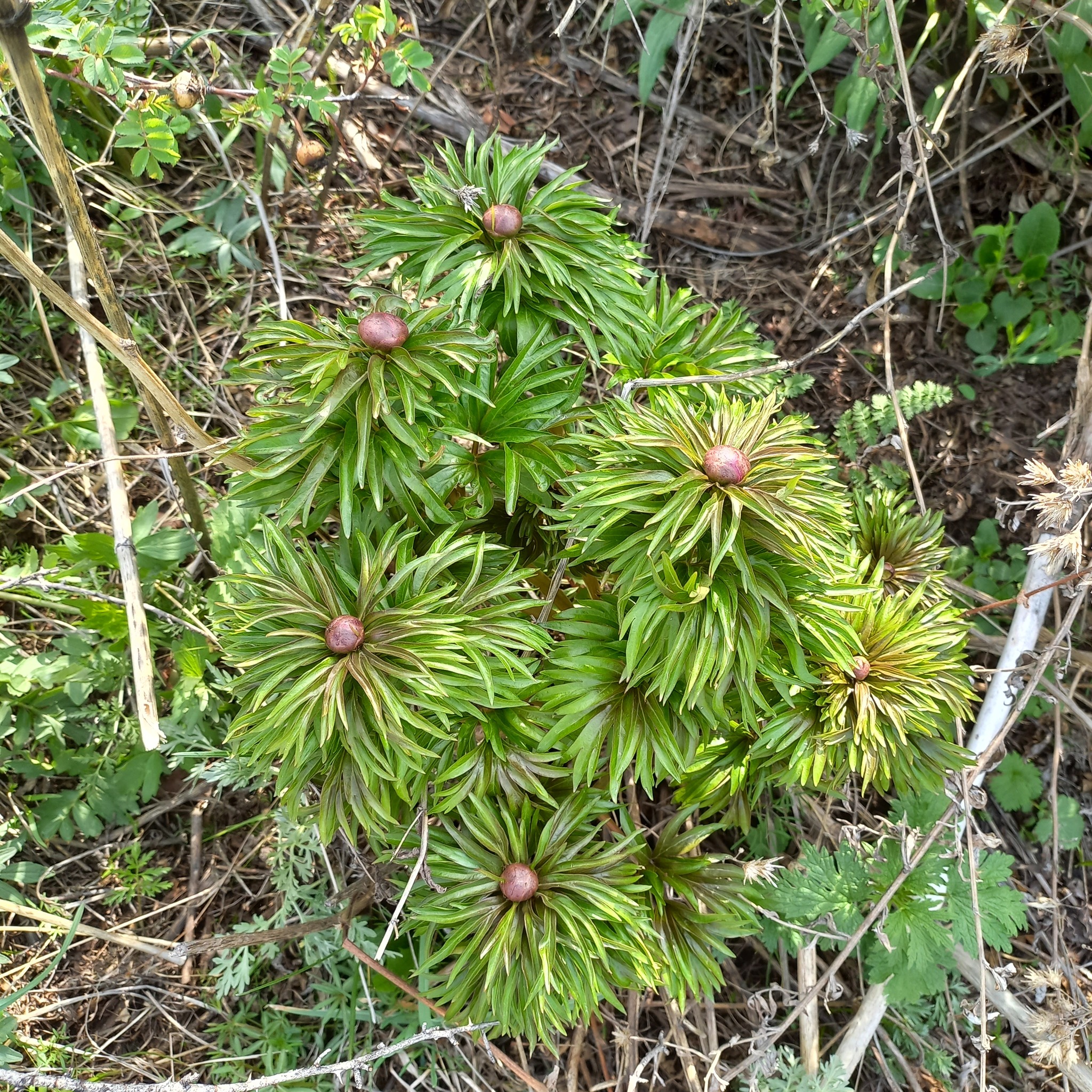 Paeonia intermedia C.A.Mey. ex Ledeb.