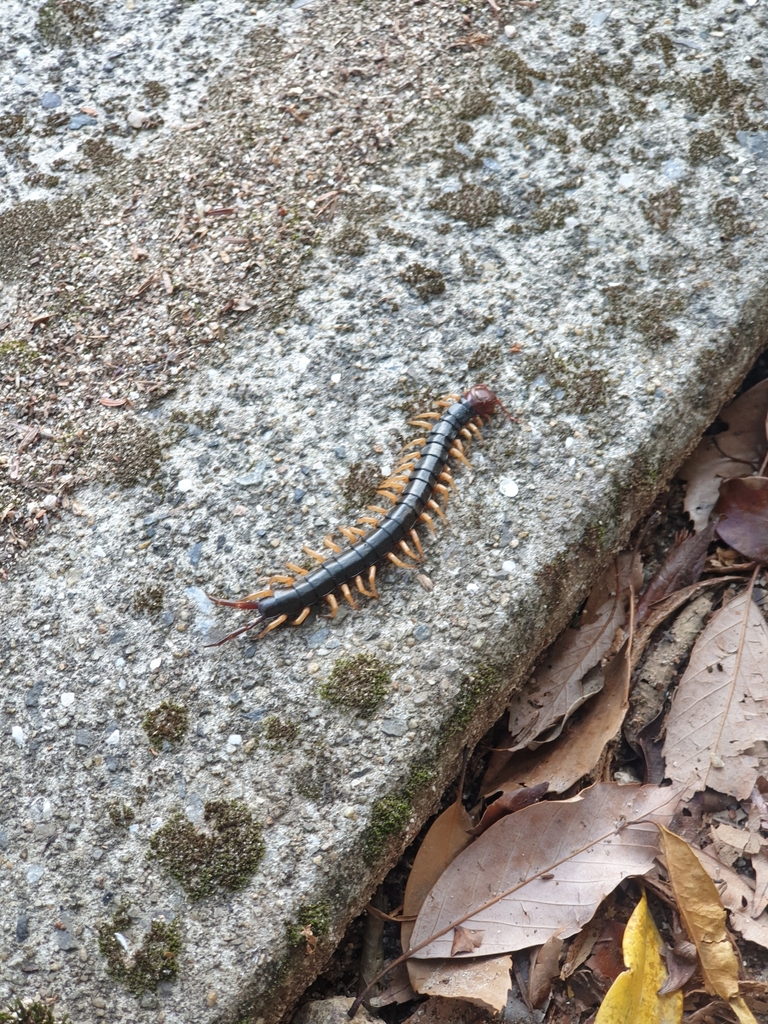 Chinese Red-headed Centipede from Hatsukaichi, JP-HS, Seto - Naikai, JP ...