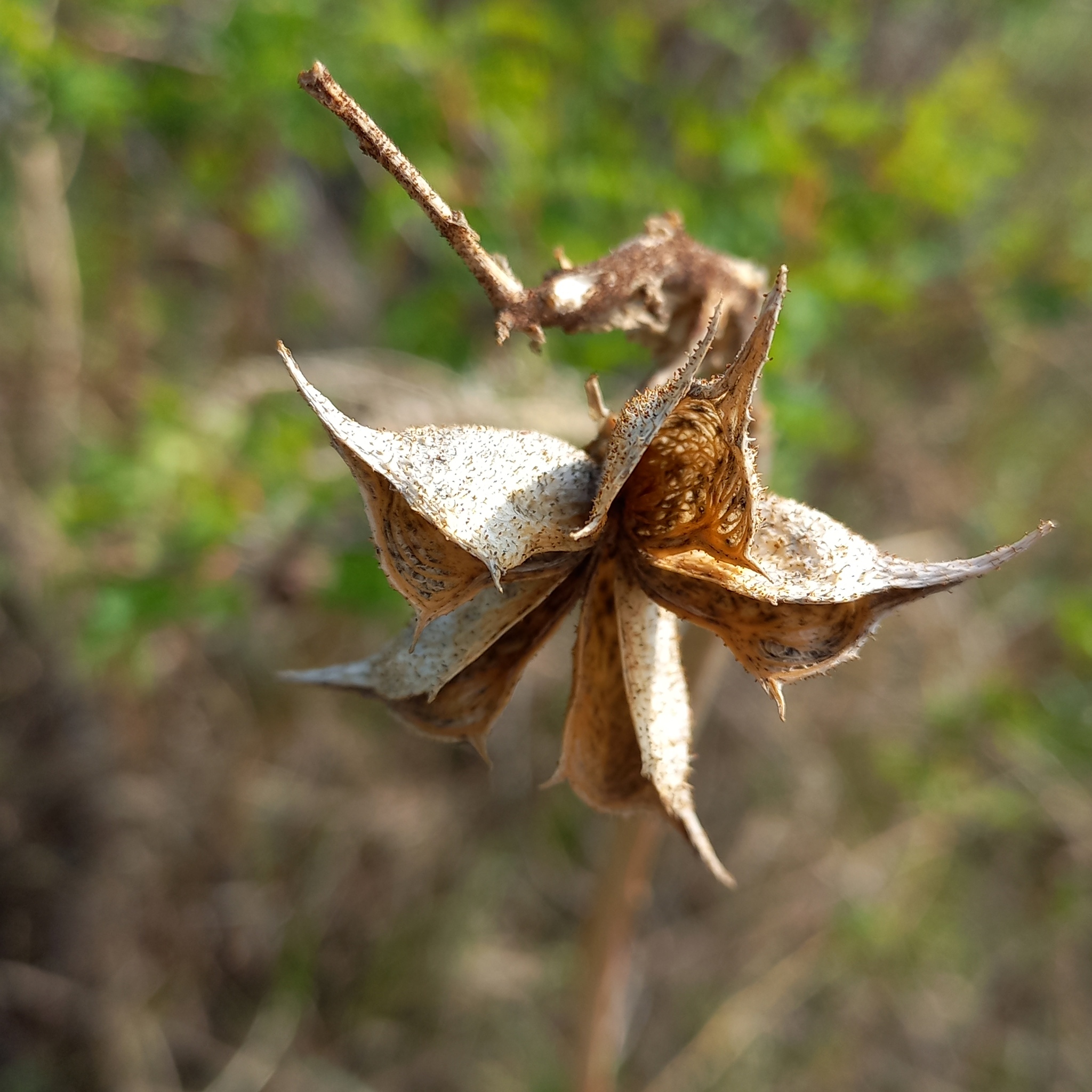 Dictamnus angustifolius G.Don ex Sweet