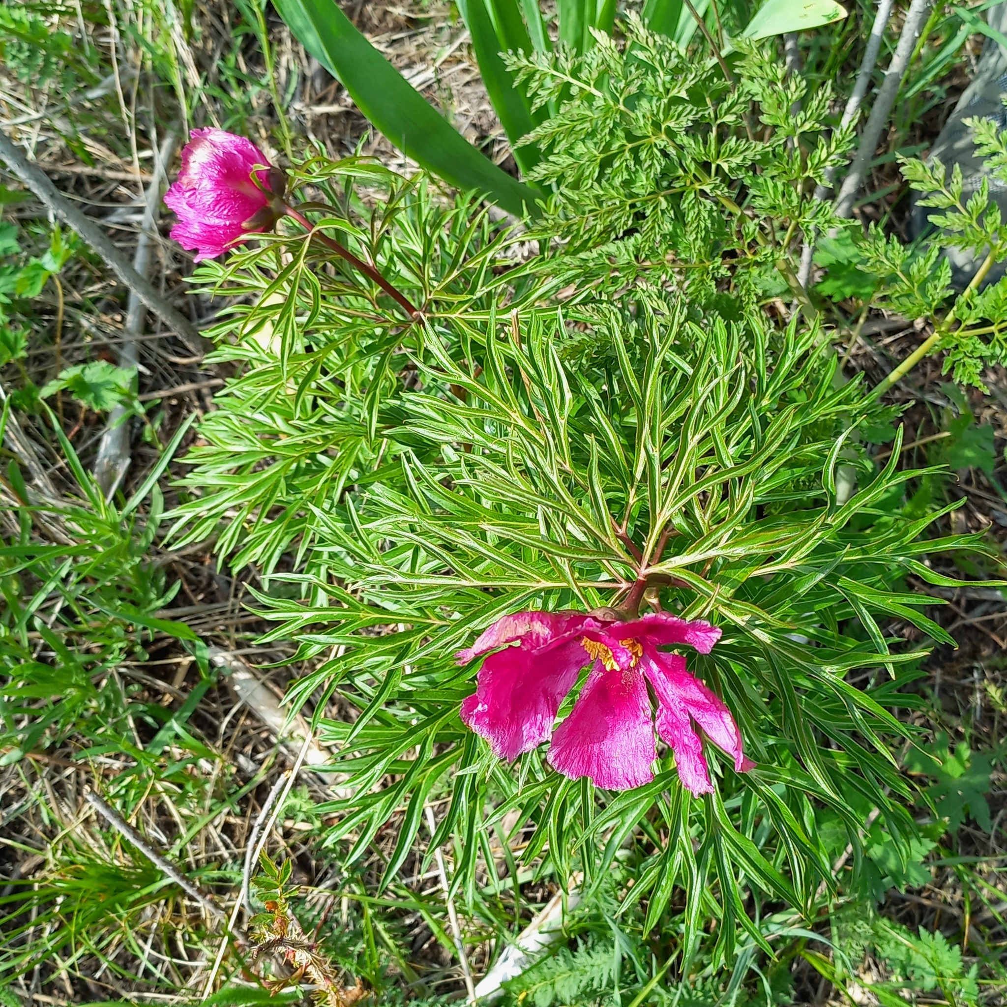 Paeonia intermedia C.A.Mey. ex Ledeb.