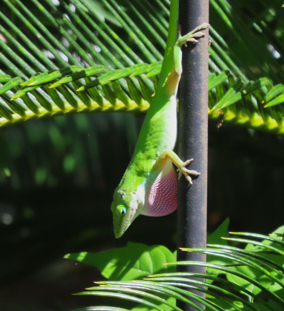 Green Anole from Rockport, TX 78382, USA on April 30, 2023 at 11:11 AM ...