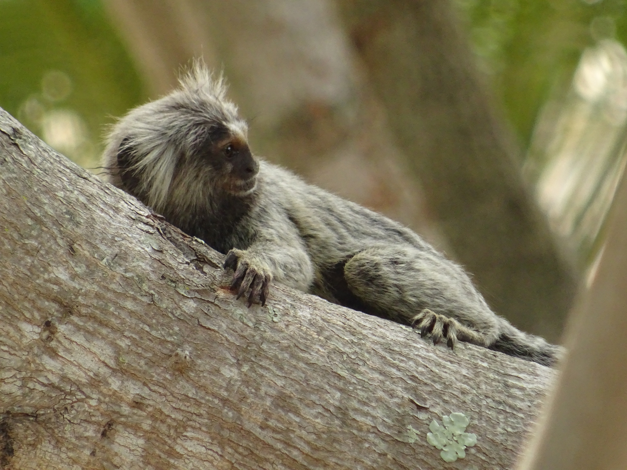 Callithrix jacchus (Linnaeus, 1758)