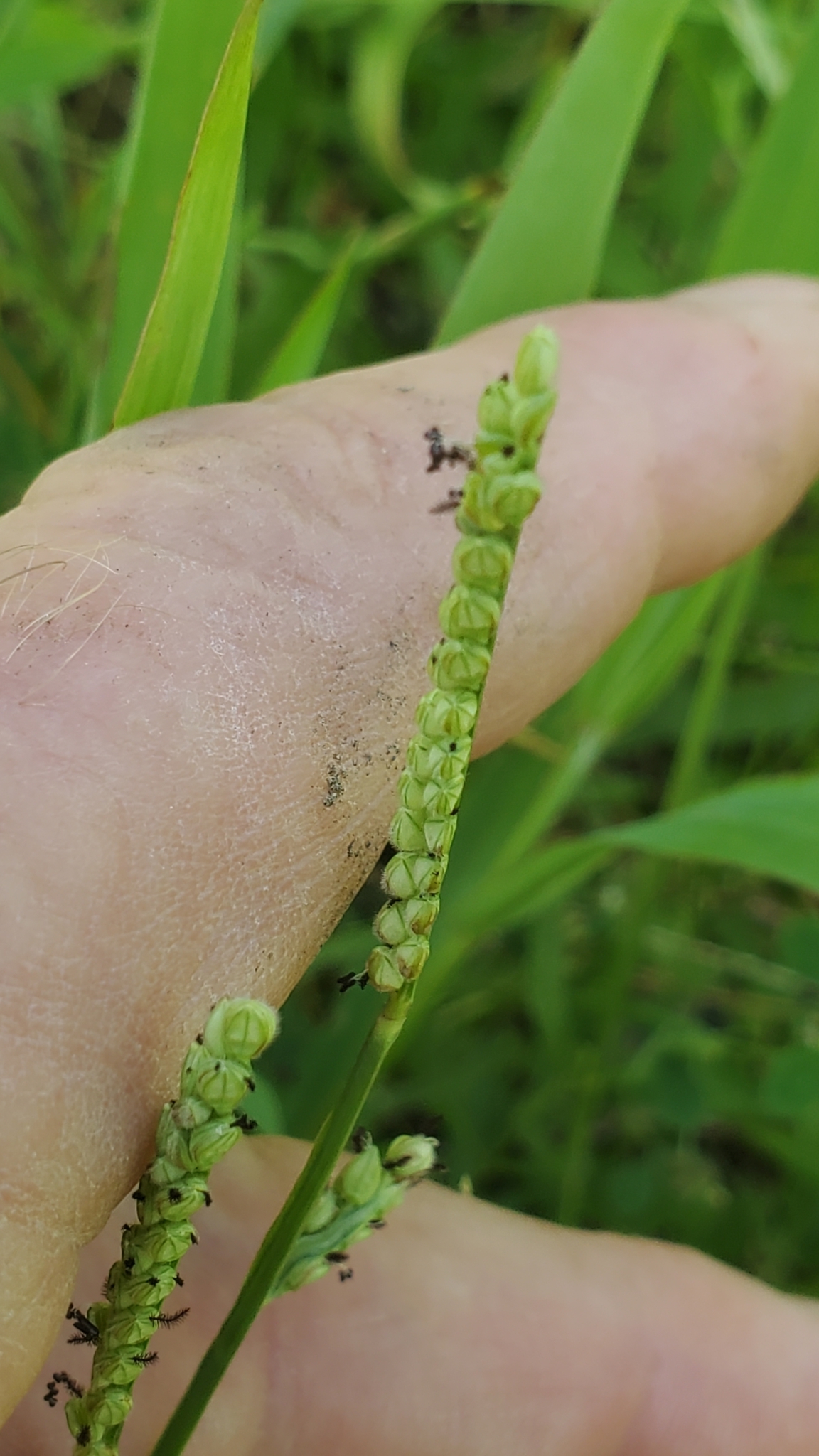 Paspalum pubiflorum Rupr. ex E.Fourn.
