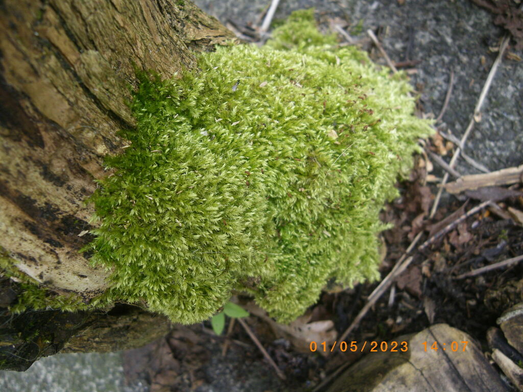 Rough-stalked Feather-moss from Harrow, UK on May 01, 2023 at 02:07 PM ...