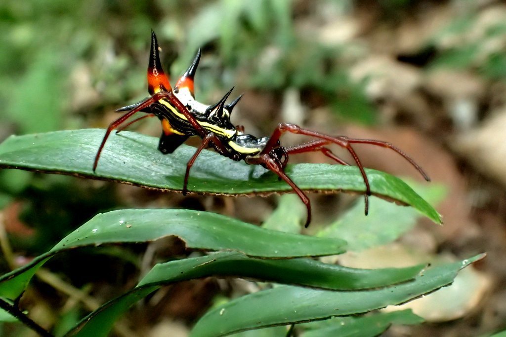 Amazon Thorn Spider (Arachnids of Loreto, Peru) · iNaturalist