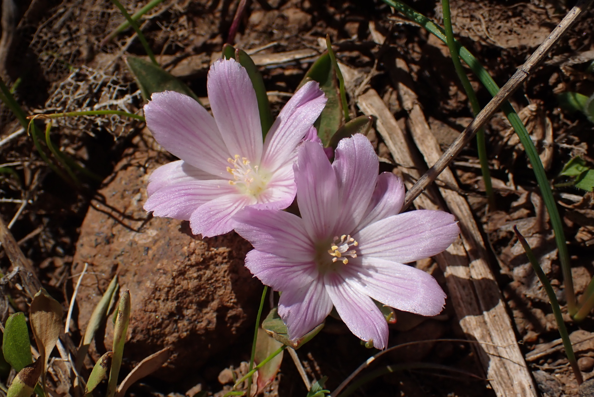 Lewisia brachycalyx Engelm. ex A.Gray