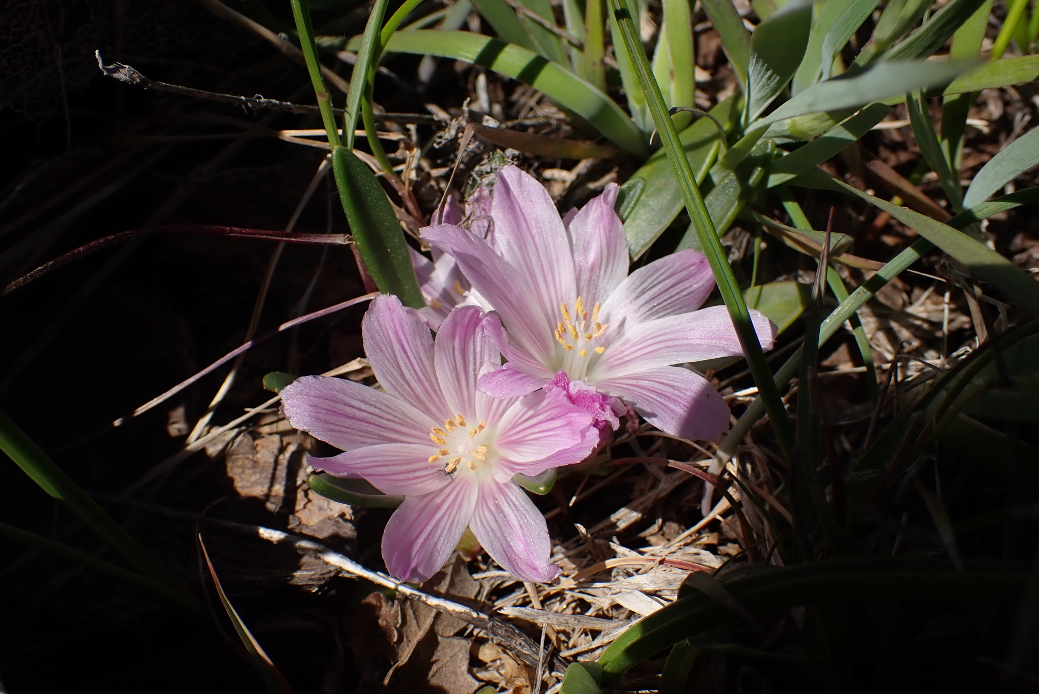 Lewisia brachycalyx Engelm. ex A.Gray