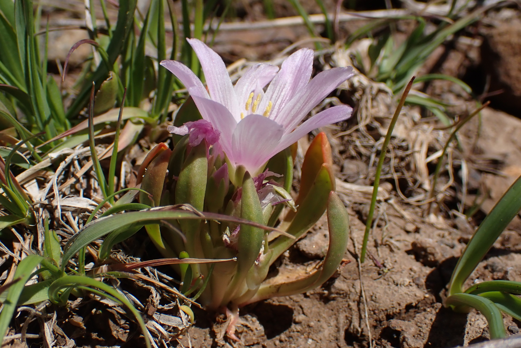 Lewisia brachycalyx Engelm. ex A.Gray