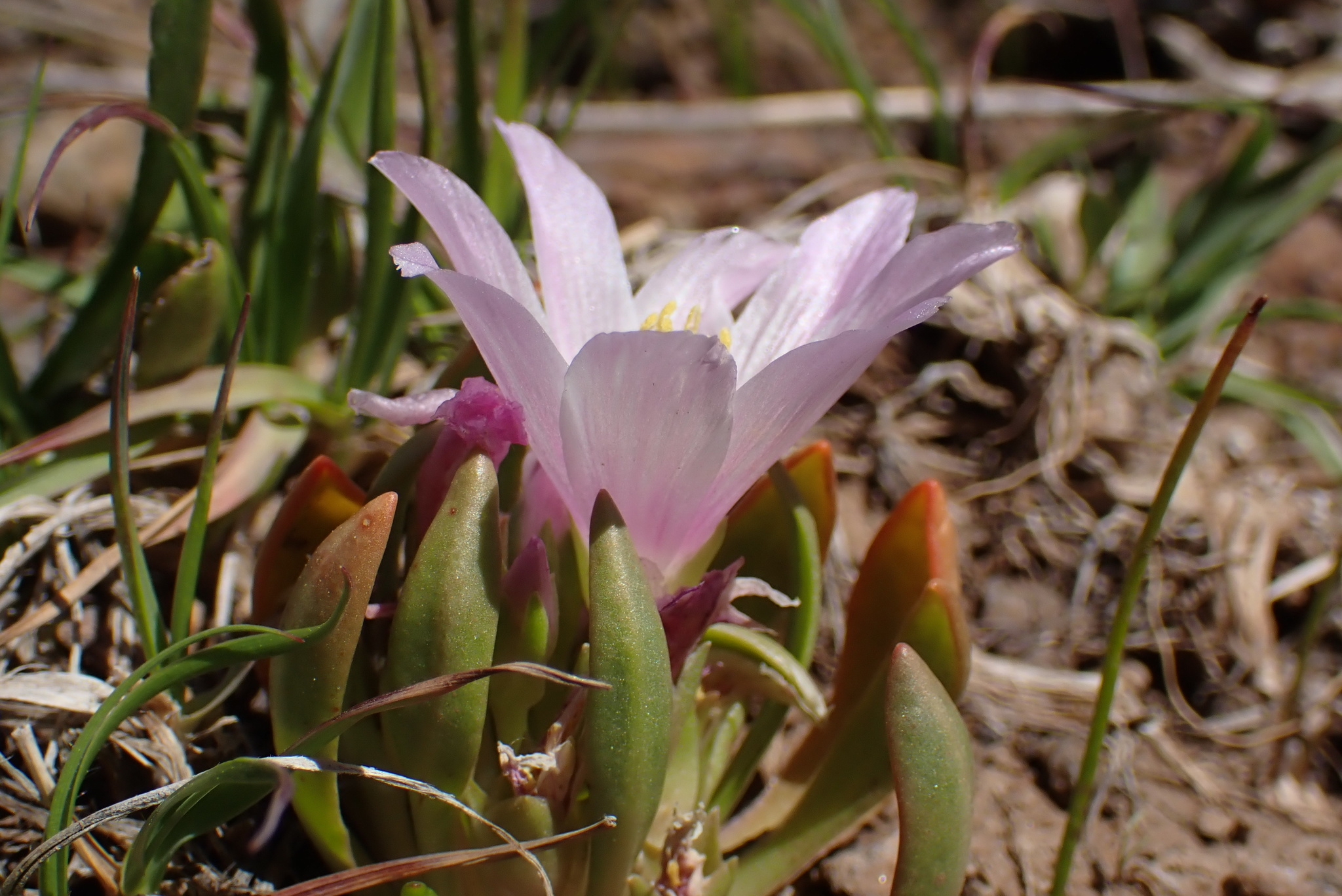 Lewisia brachycalyx Engelm. ex A.Gray