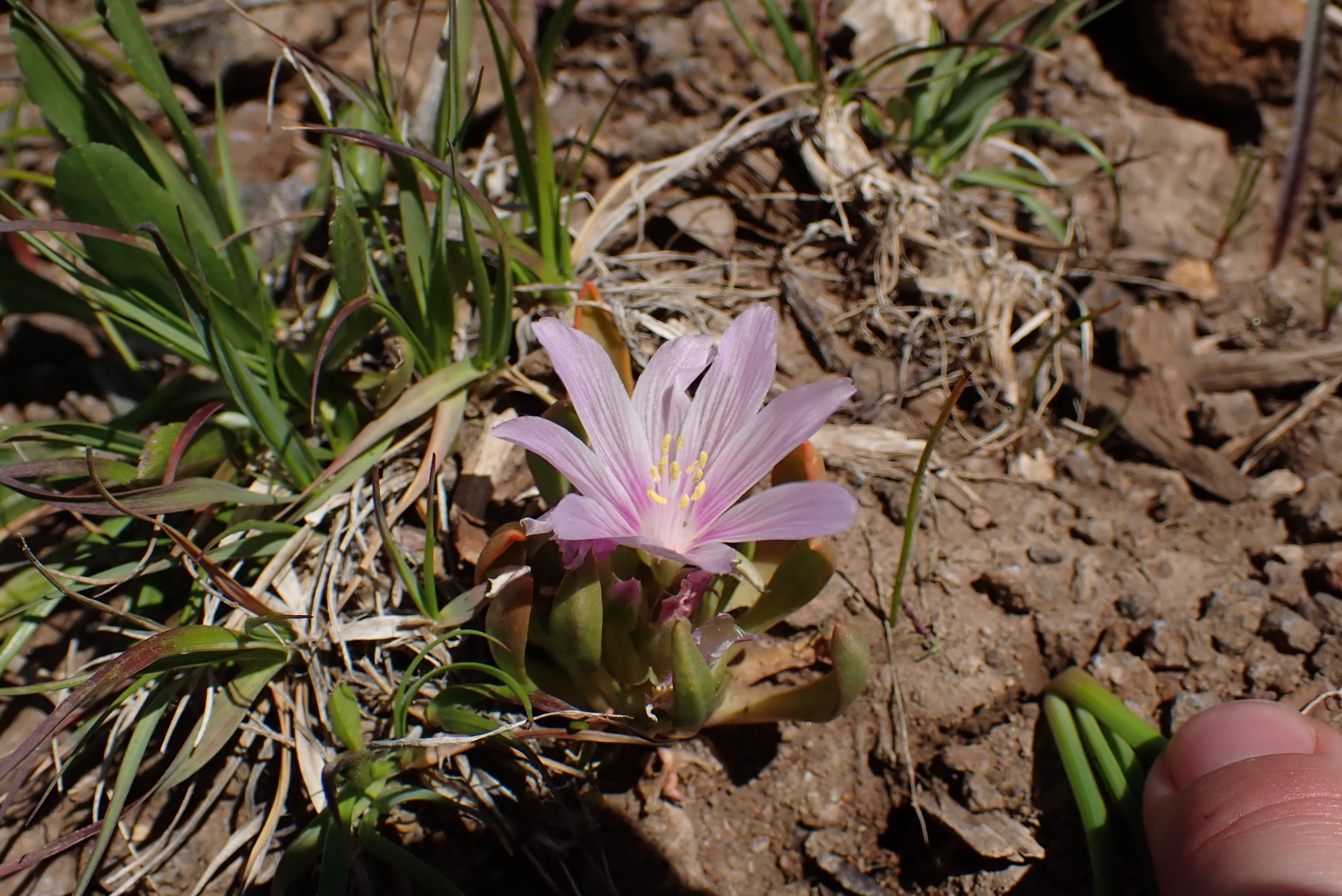 Lewisia brachycalyx Engelm. ex A.Gray