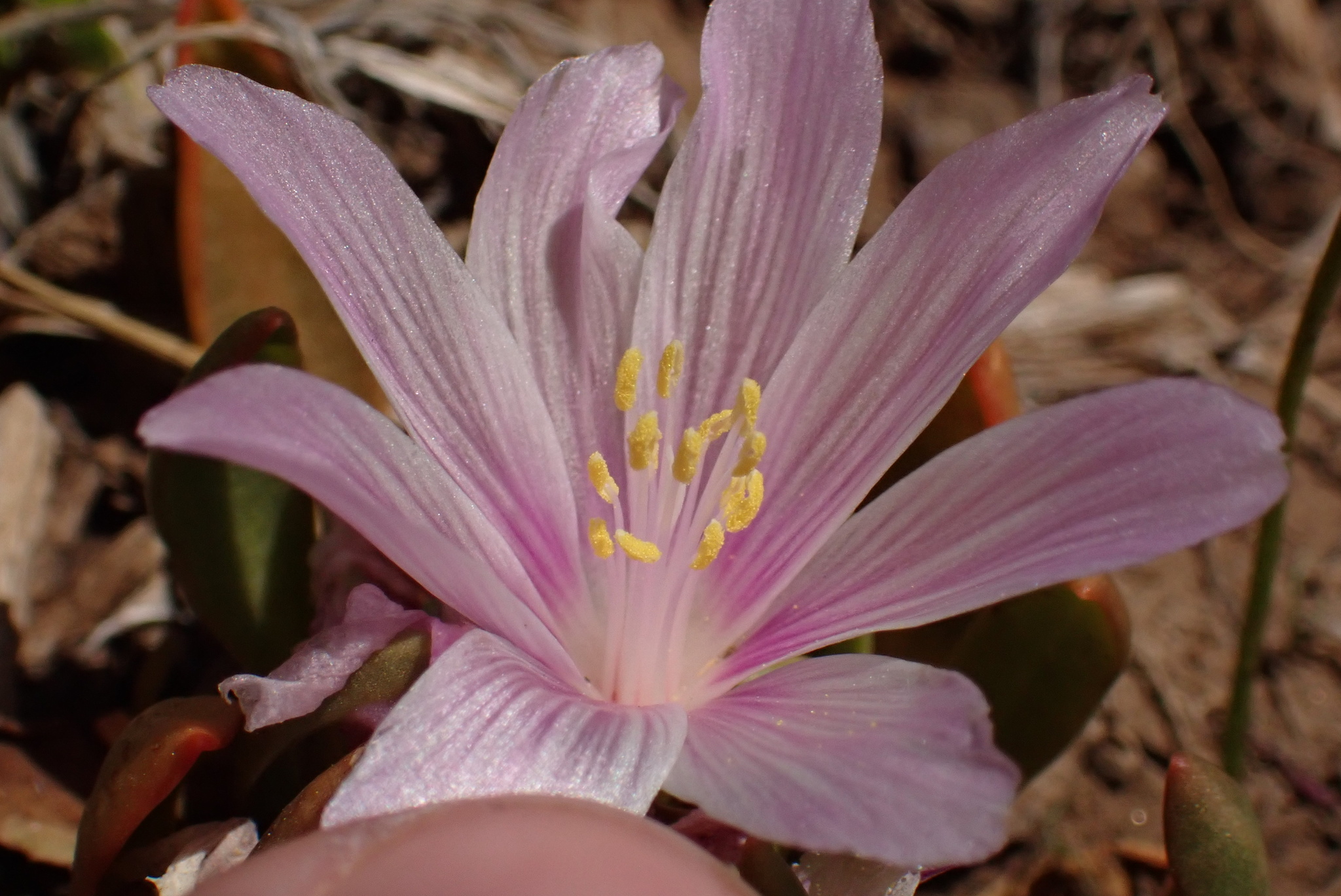 Lewisia brachycalyx Engelm. ex A.Gray