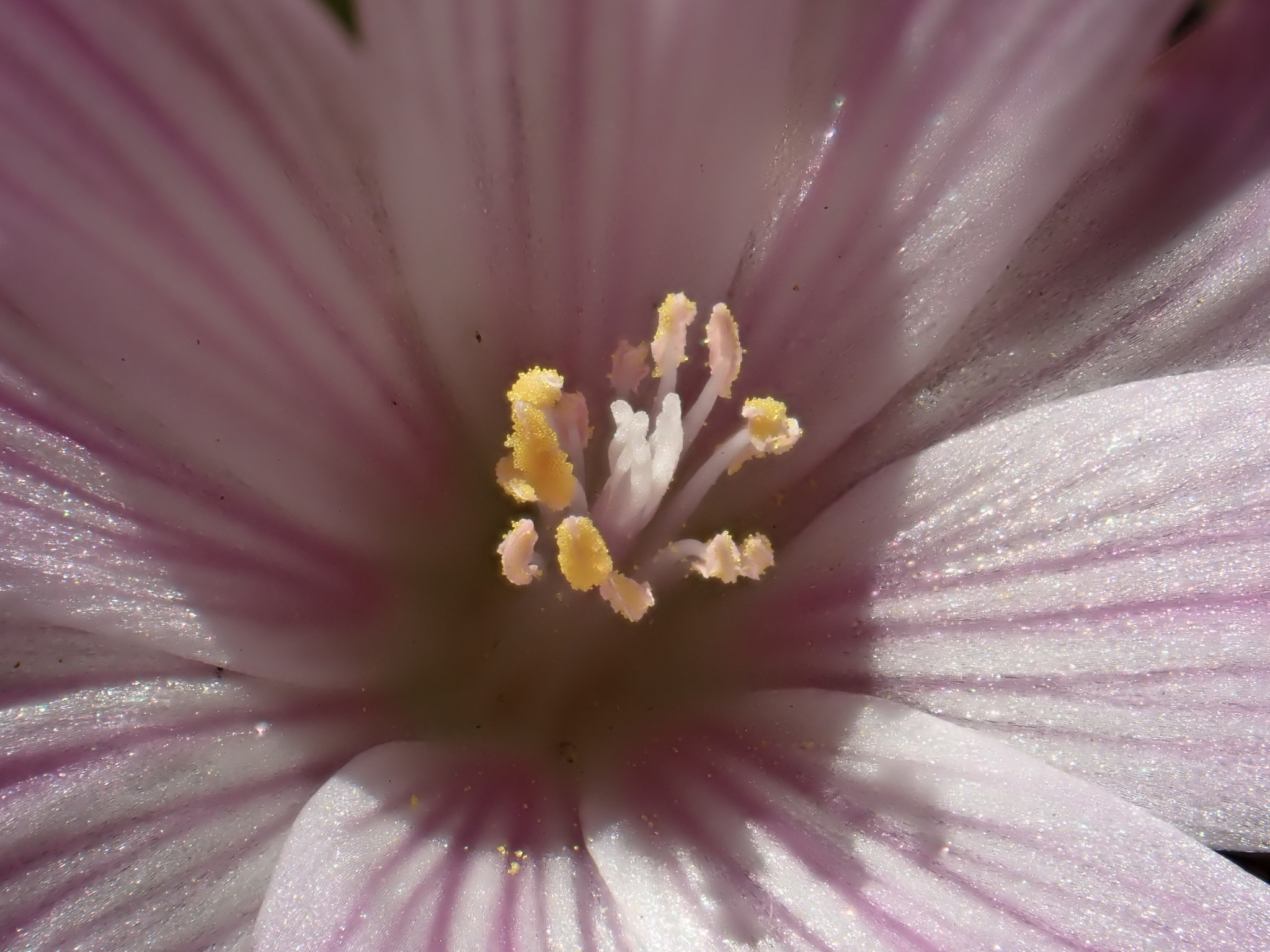 Lewisia brachycalyx Engelm. ex A.Gray