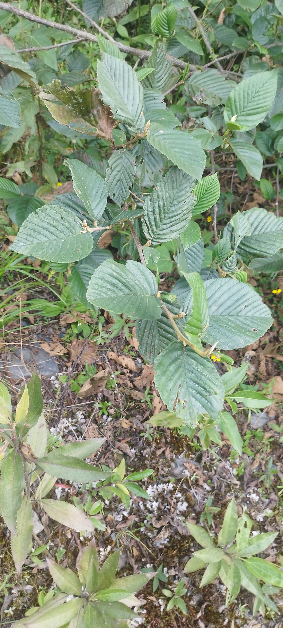 Alnus acuminata Kunth