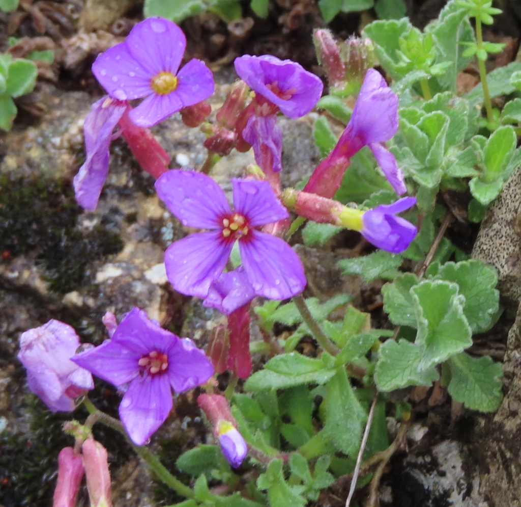 purple rock cress from Peloponnese Region, Greece on May 01, 2023 at 03 ...