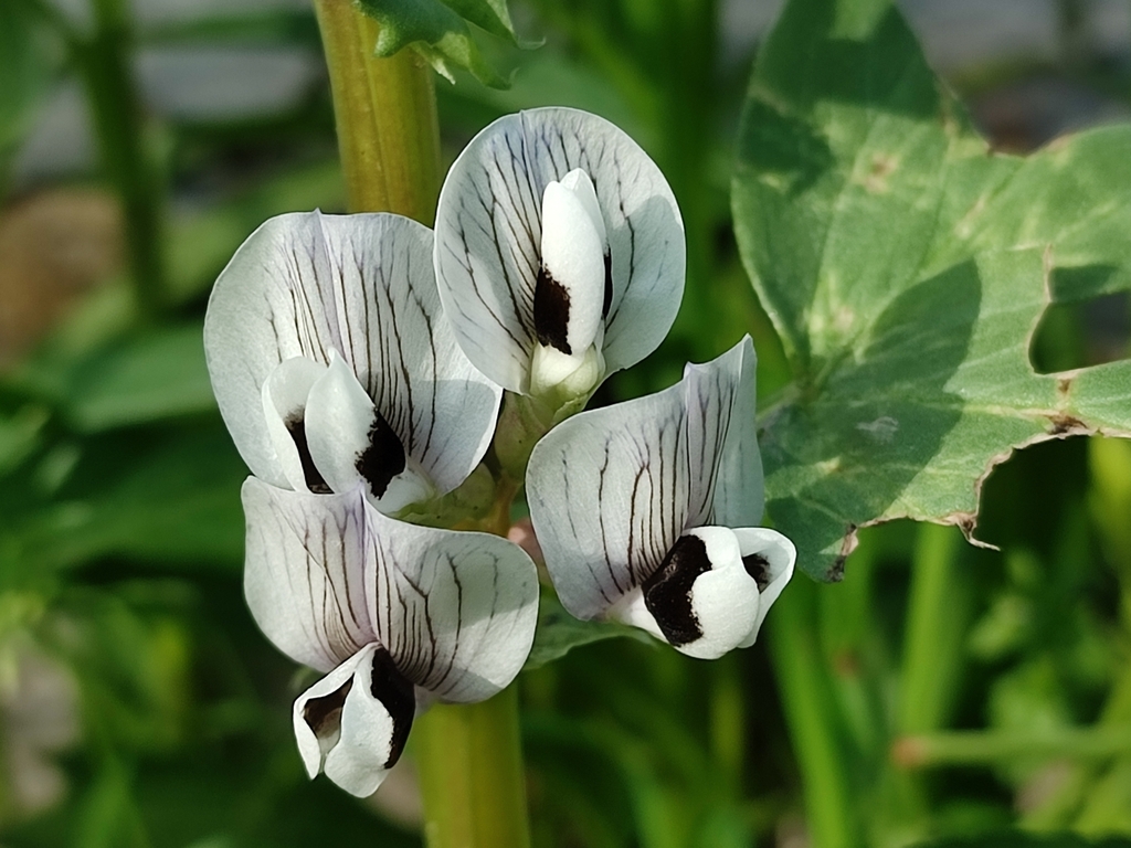 fava bean from Bercy, 75012 Paris, France on May 1, 2023 at 06:27 PM by ...