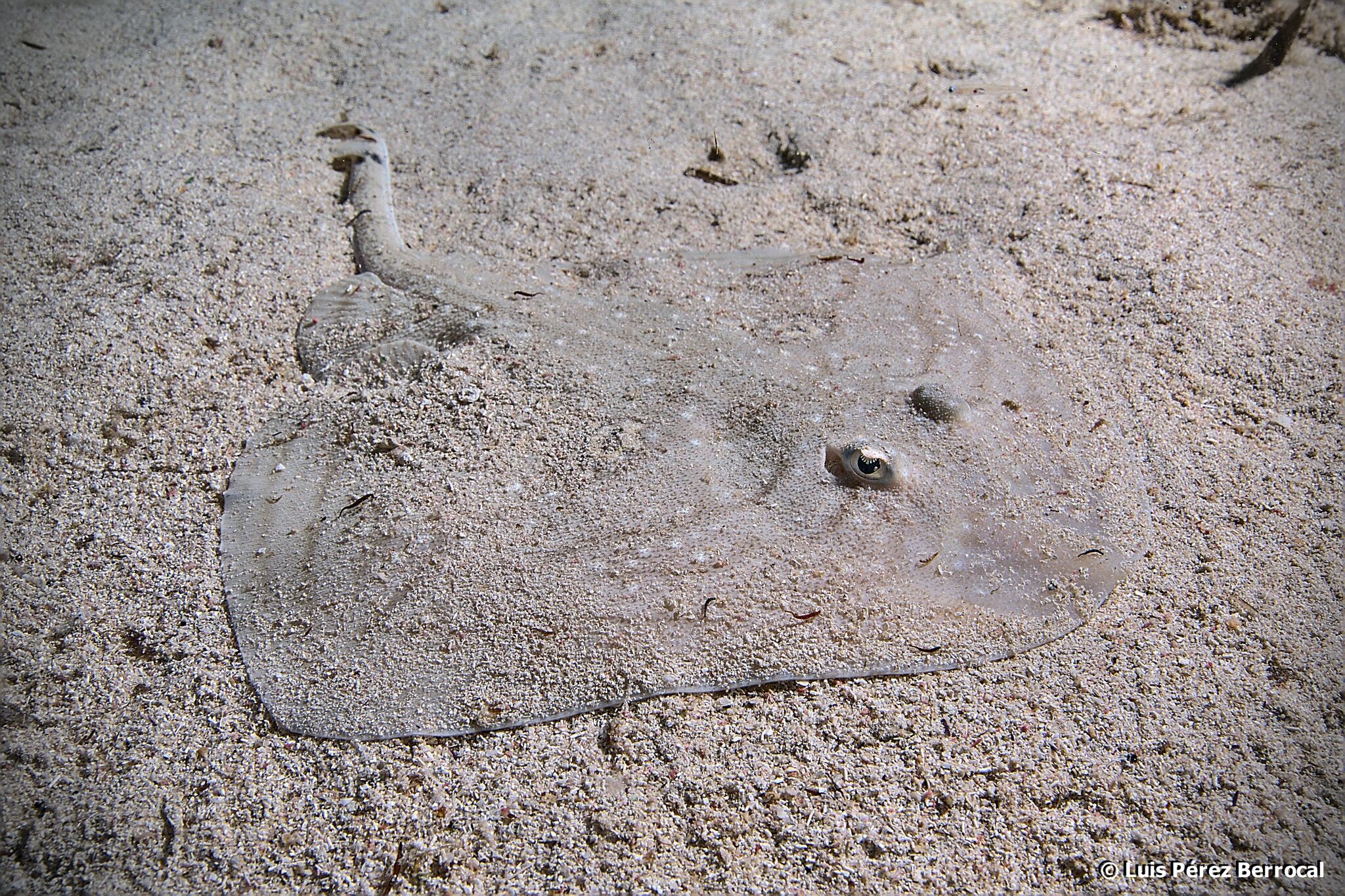 Raja radula Delaroche, 1809