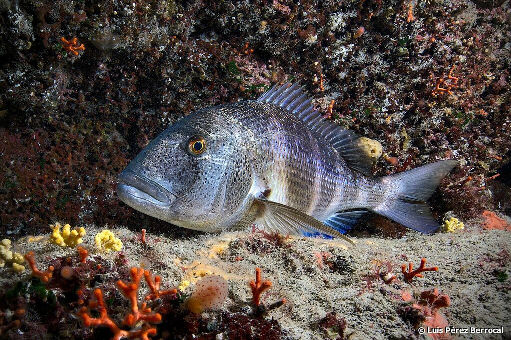 Dentex in April 2023 by Luis P. B. · iNaturalist