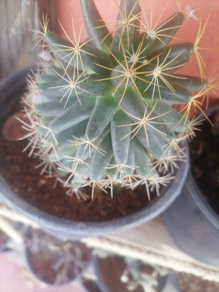 Coryphantha octacantha from Ligüí on May 1, 2023 at 09:19 AM by ...