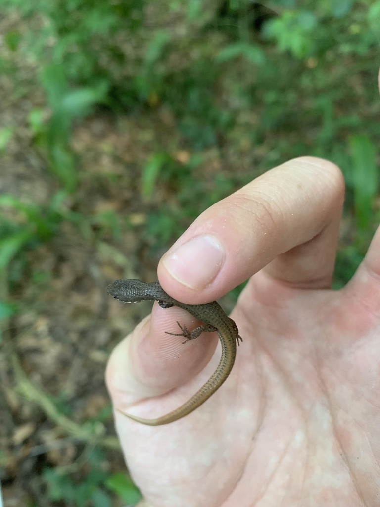 Parker's Many-fingered Teiid from Terenos, MS, BR on April 30, 2023 at ...