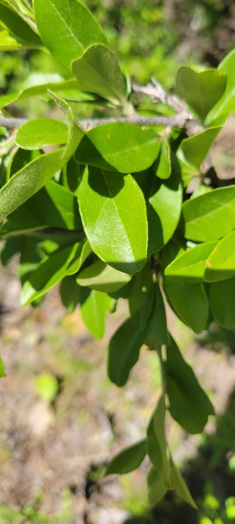 Gum bumelia from Hasse, TX 76442, USA on May 1, 2023 at 11:56 AM by ...