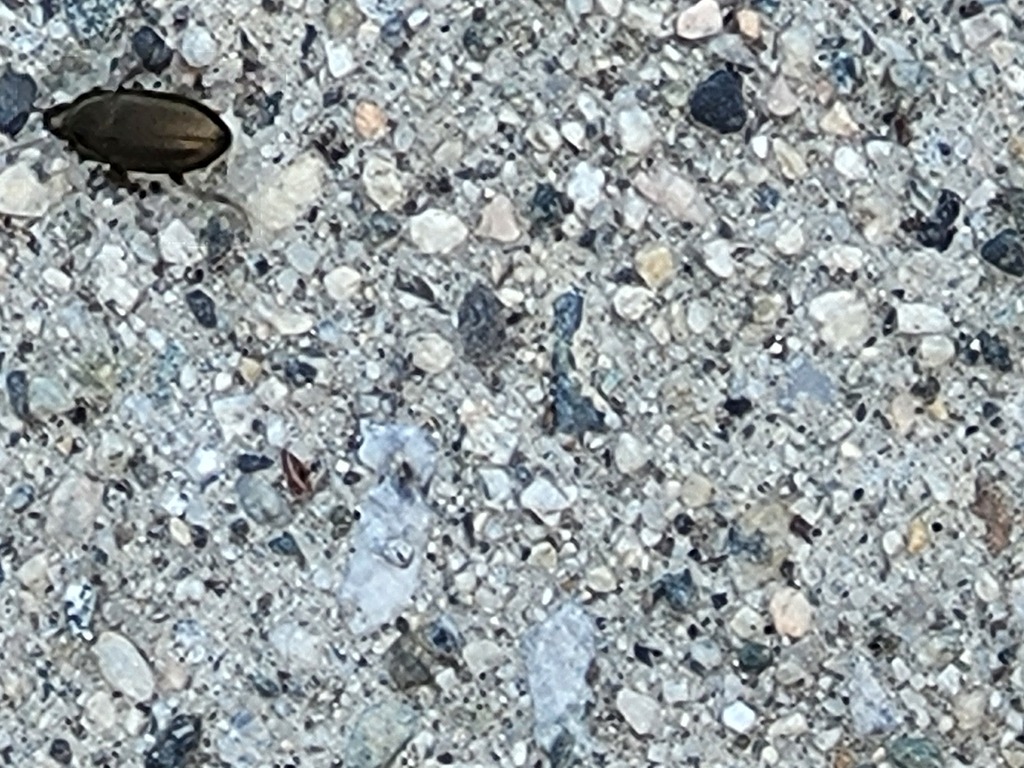 Sun Beetles from East Vancouver, Vancouver, BC, Canada on April 29 ...