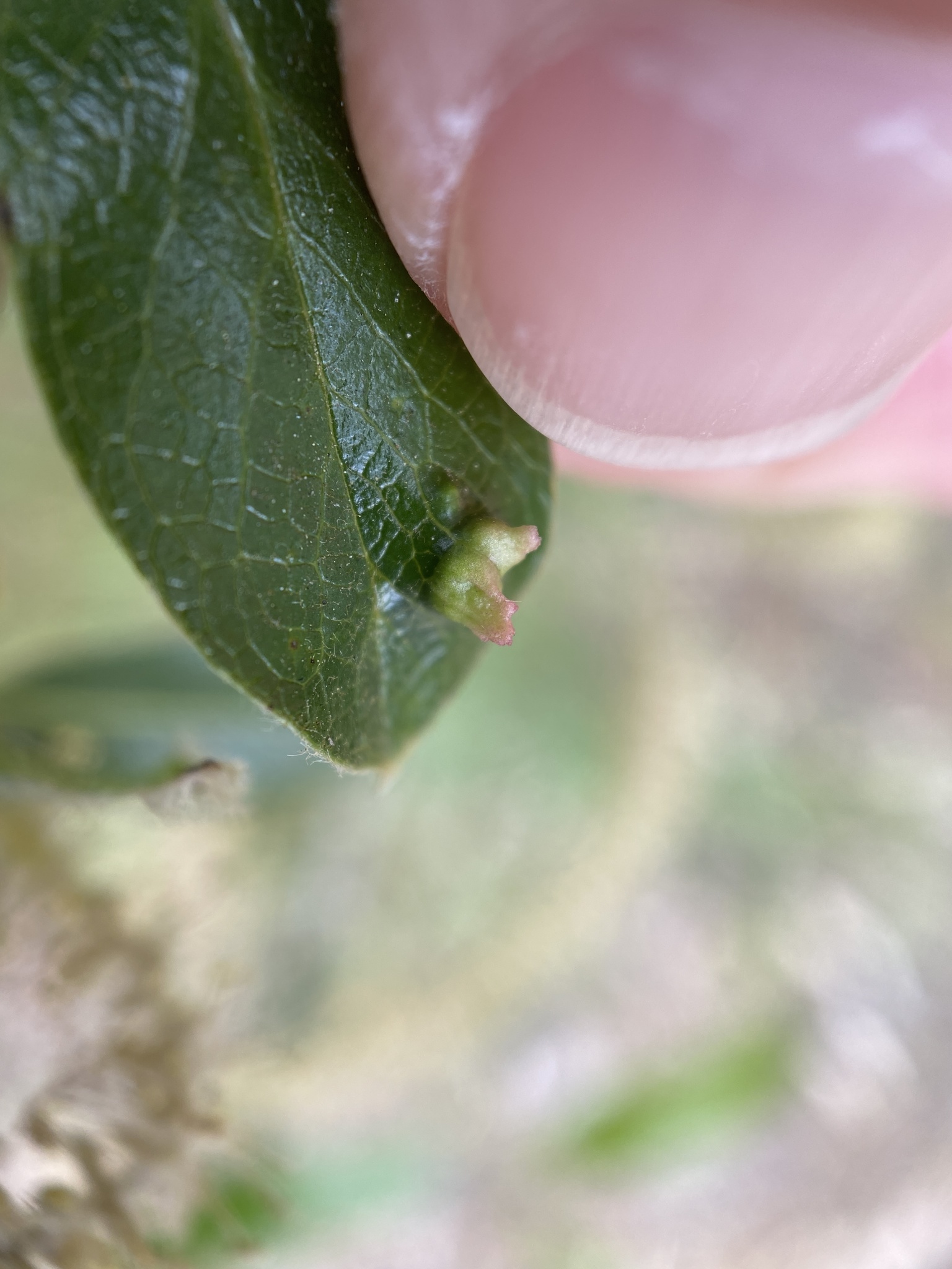 Aculus tetanothrix (Nalepa, 1889)