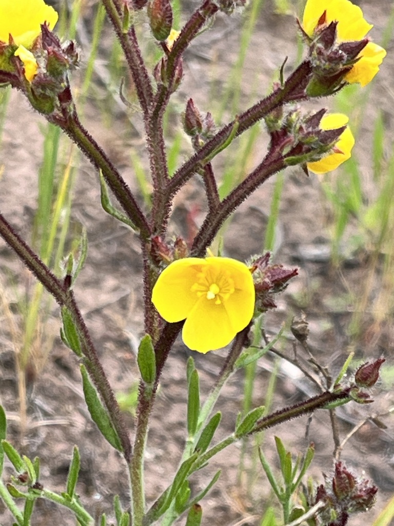 island rush-rose in April 2023 by ldrenth1 · iNaturalist