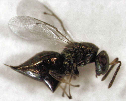 Pteromalus sequester · NaturaLista Colombia