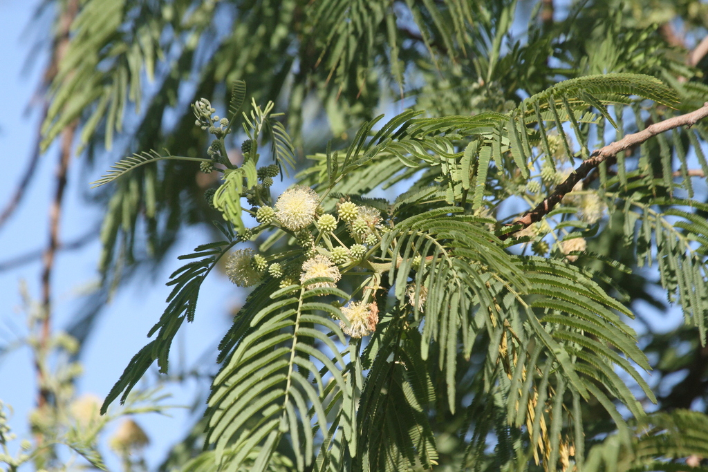 great leadtree from 7355 Padre Blvd, South Padre Island, TX 78597, USA ...