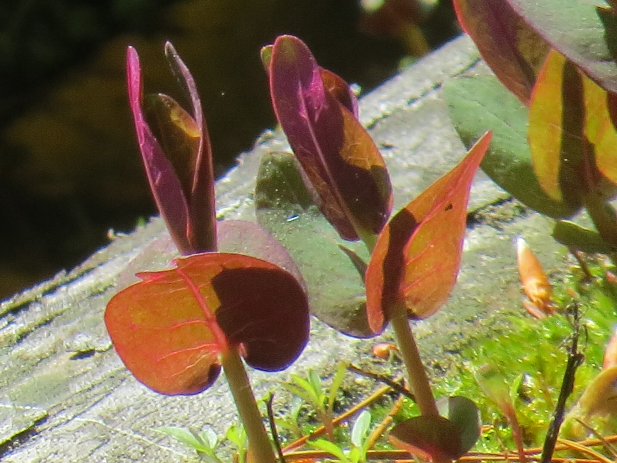 Hypericum virginicum L.