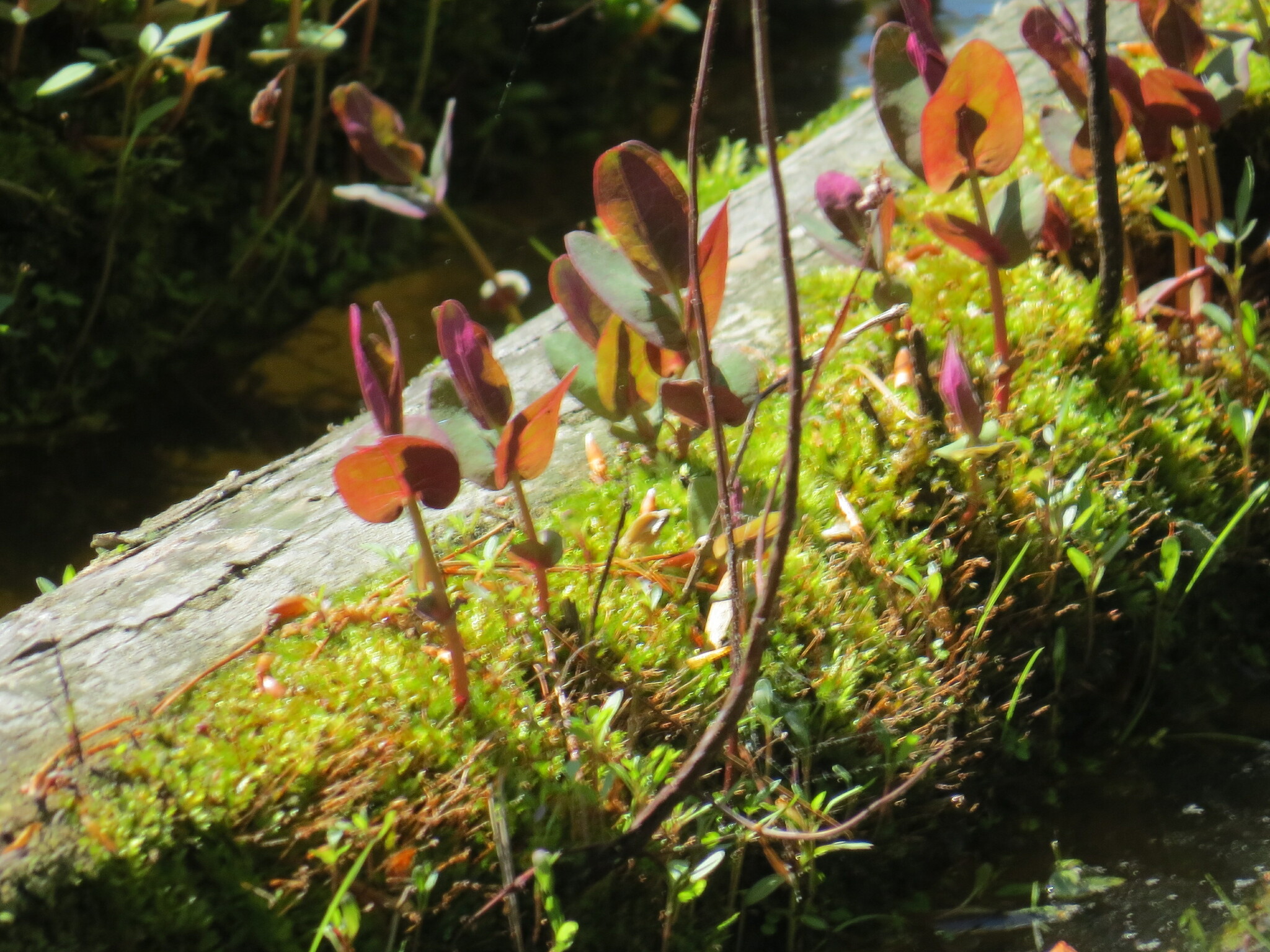 Hypericum virginicum L.