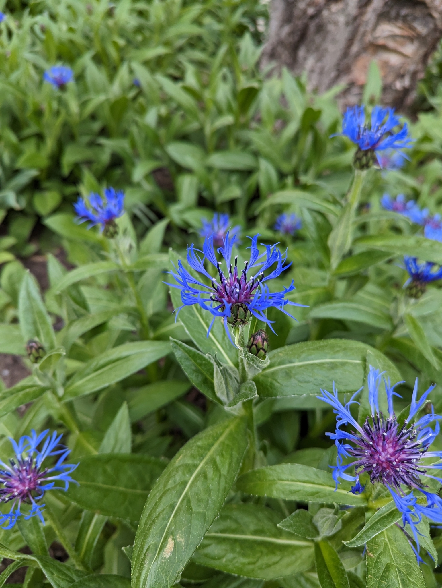 Centaurea montana L.