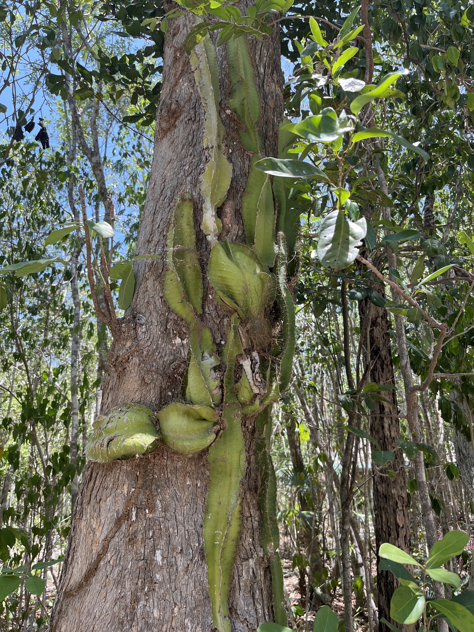 Deamia testudo (Karw.) Britton & Rose