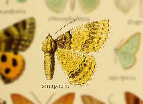 Herochroma sinapiaria · iNaturalist United Kingdom