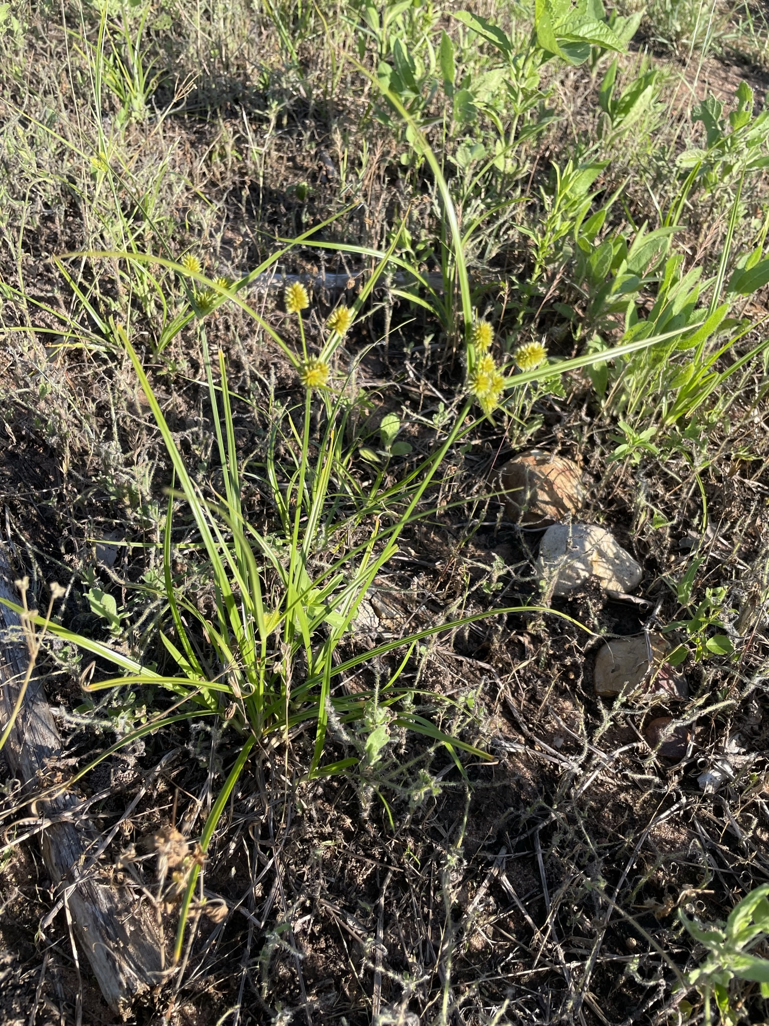 Cyperus retrorsus Chapm.