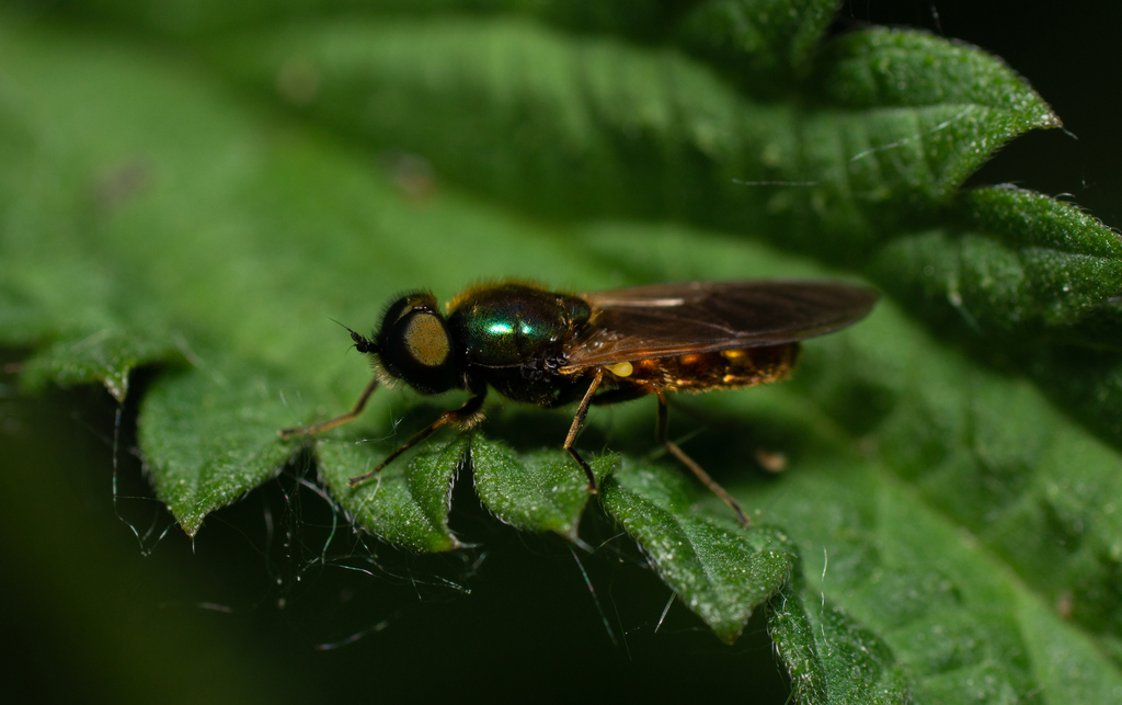 Broad Centurion Fly from Ávila, España on April 29, 2023 at 07:45 PM by ...