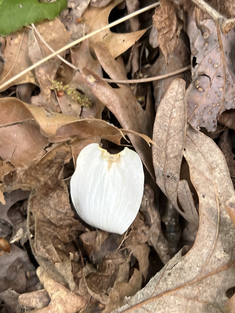 flowering plants from Powder Valley Conservation Nature Center ...