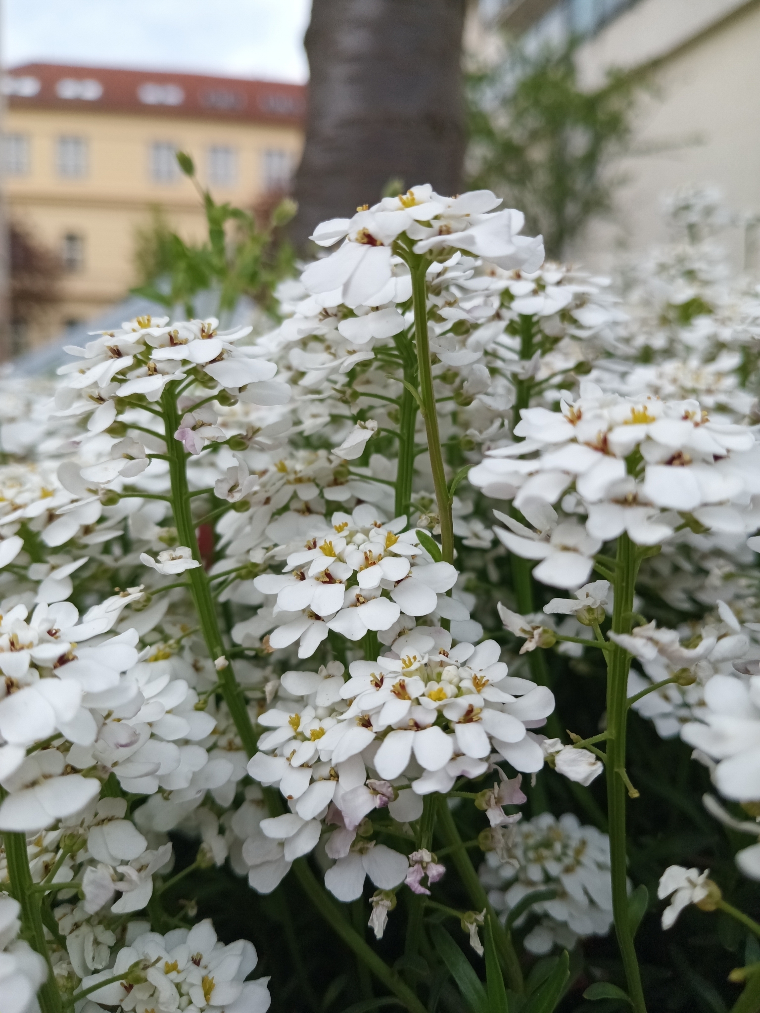 Iberis sempervirens L.