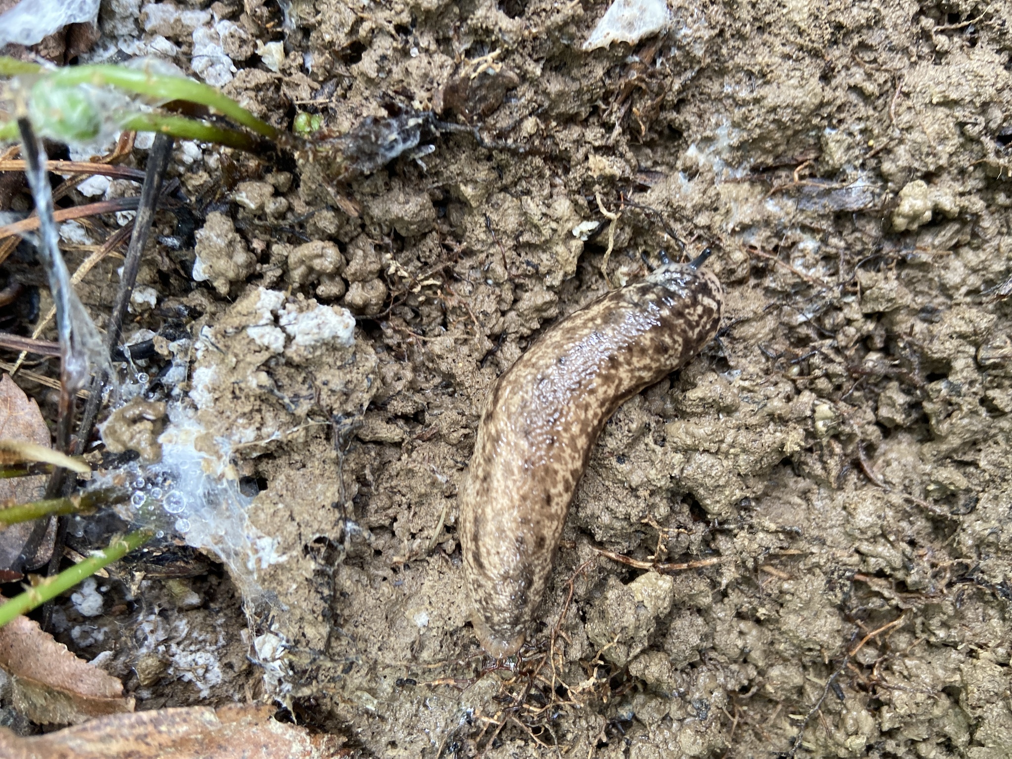 Philomycus togatus (A.Gould, 1841)